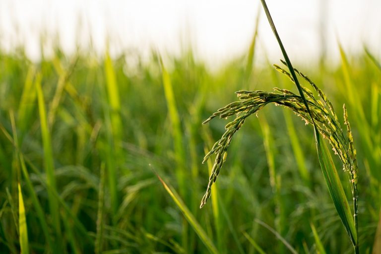 Community Seed Bank Initiative Traces Restores Heritage Rice